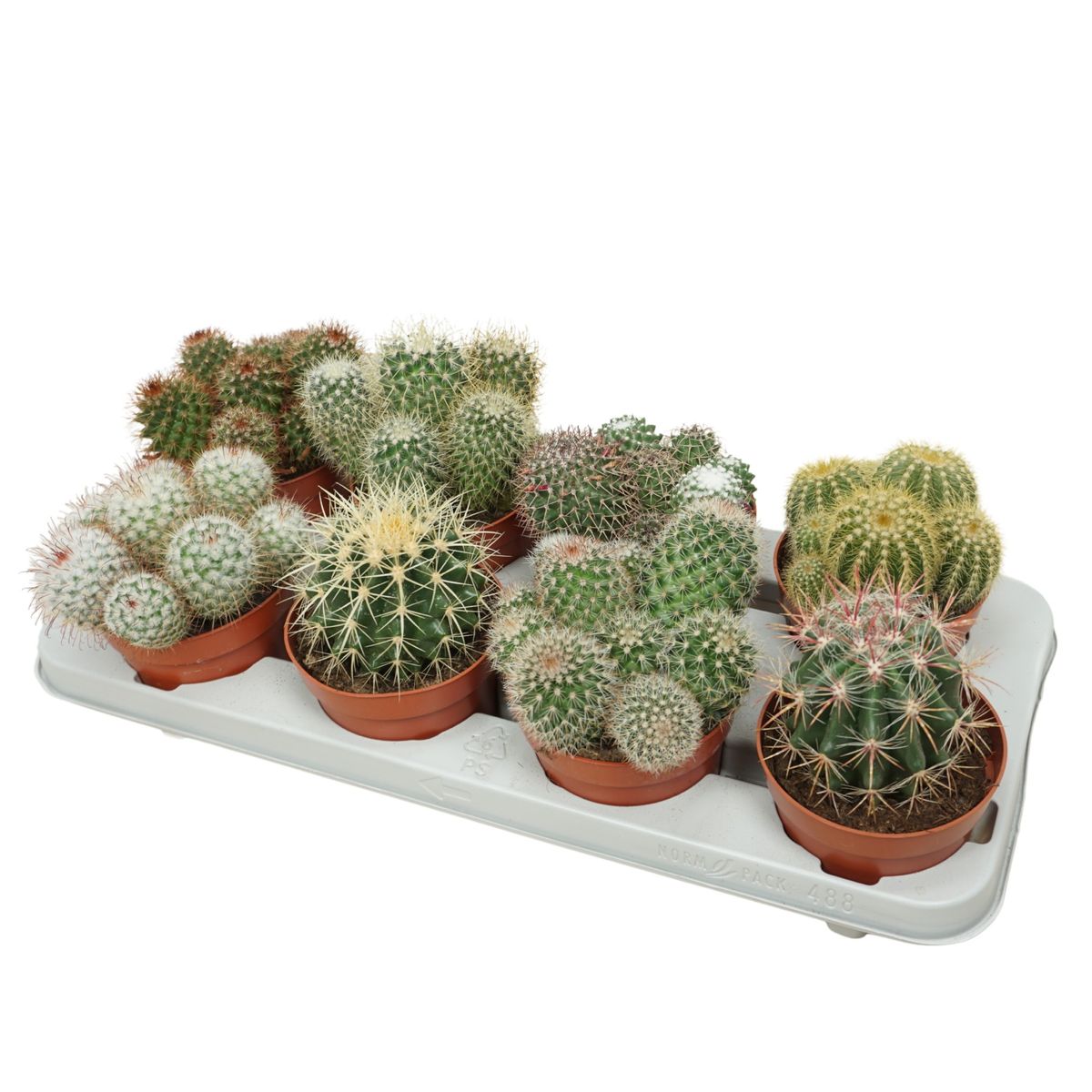 Cactus MIX — Plant Wholesale FlorAccess