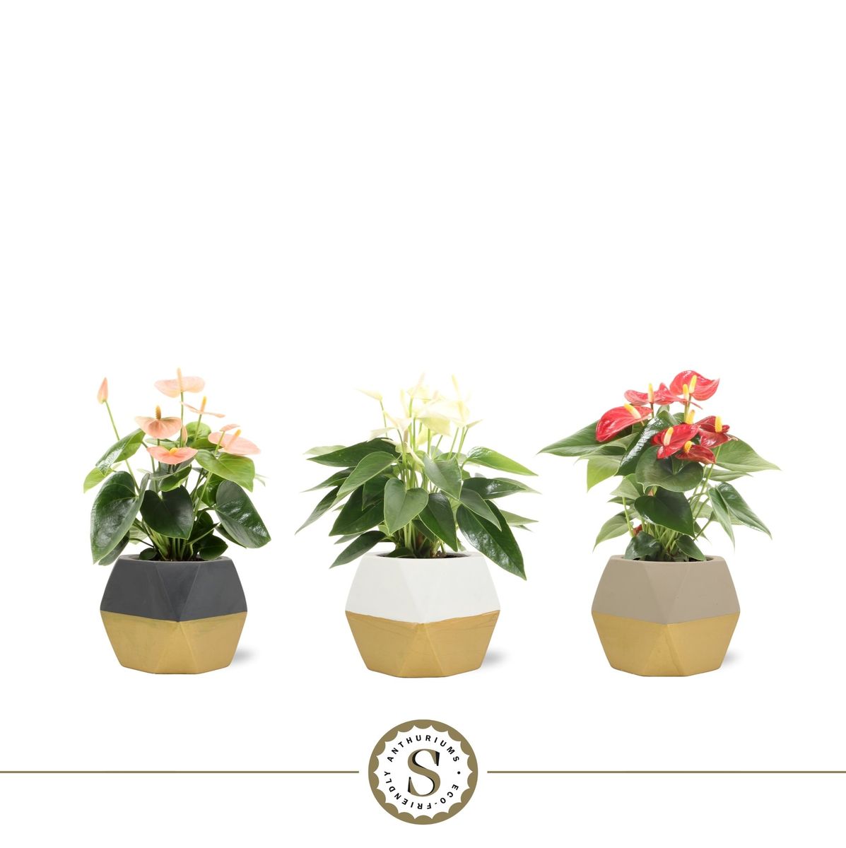 Anthurium MIX — Plant Wholesale FlorAccess