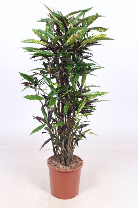 Codiaeum variegatum 'Batik' — Plant Wholesale FlorAccess