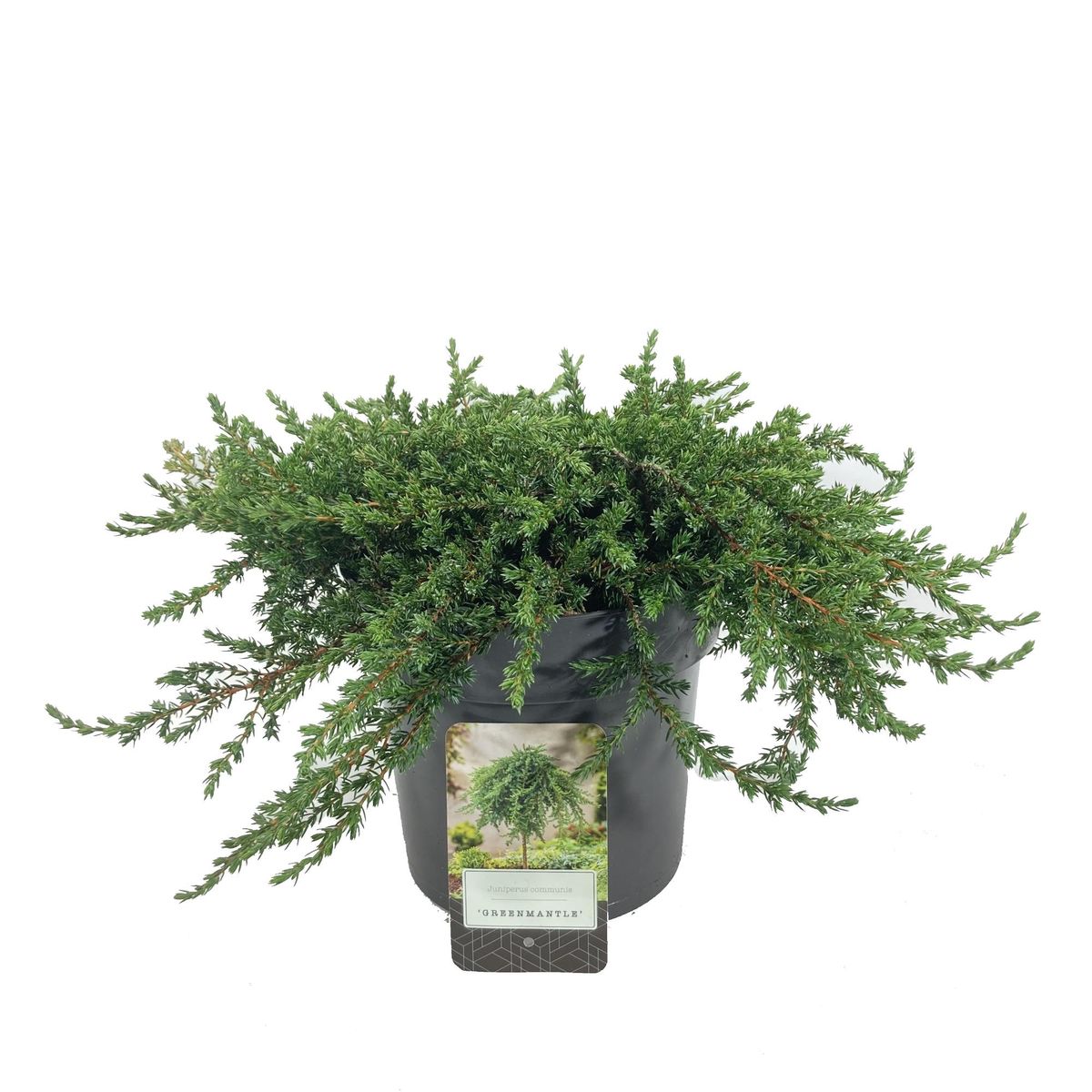 Juniperus communis 'Greenmantle' — Plant Wholesale FlorAccess
