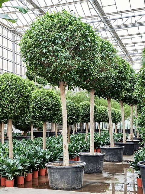 Ficus microcarpa 'Nitida' — Plant Wholesale FlorAccess