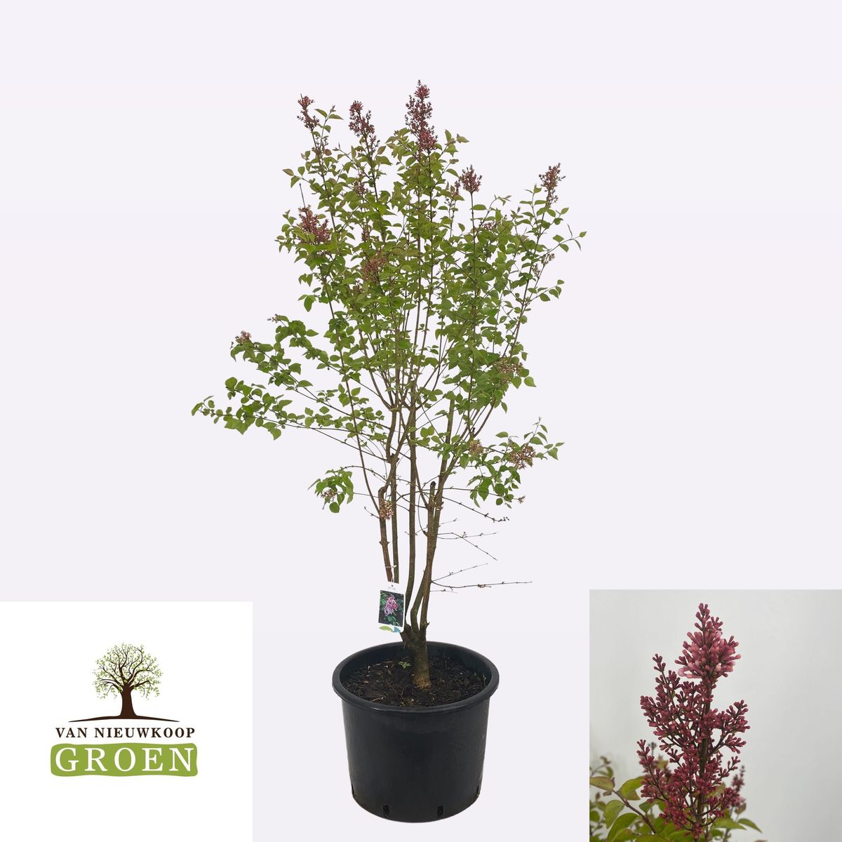Syringa microphylla 'Superba' — Plant Wholesale FlorAccess