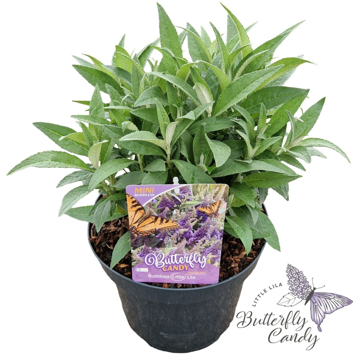 Buddleja davidii BUTTERFLY CANDY LITTLE LILA — Plant Wholesale FlorAccess