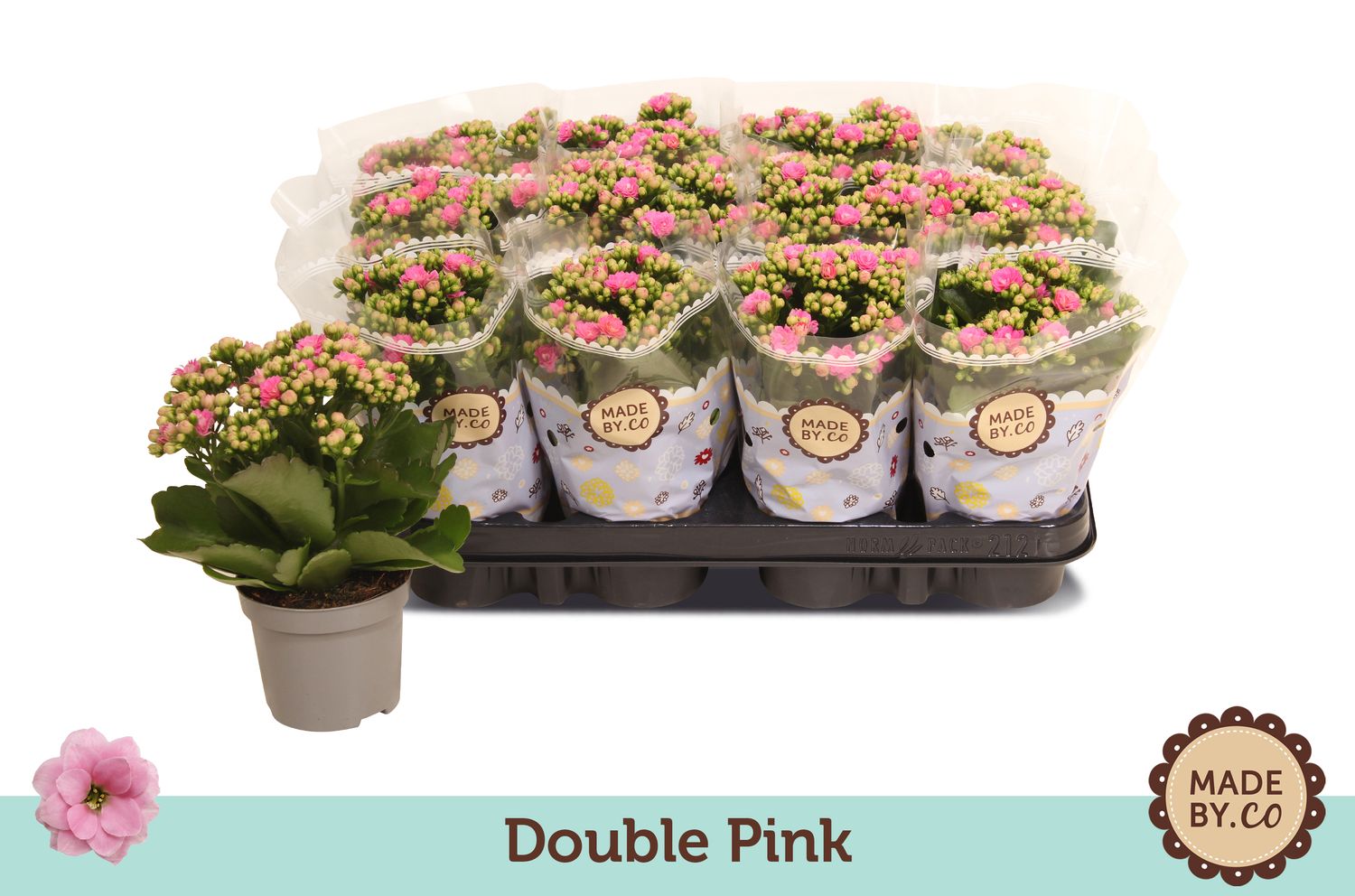 Kalanchoe DOUBLE PINK — Plant Wholesale FlorAccess