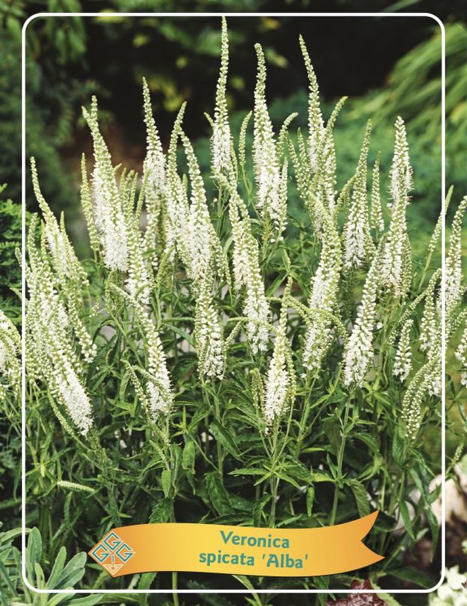 Veronica spicata 'Alba' — Plant Wholesale FlorAccess