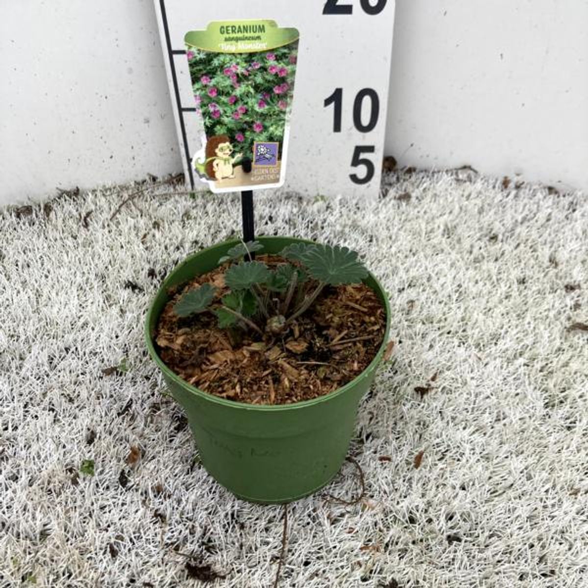 Geranium 'Tiny Monster' — Plant Wholesale FlorAccess