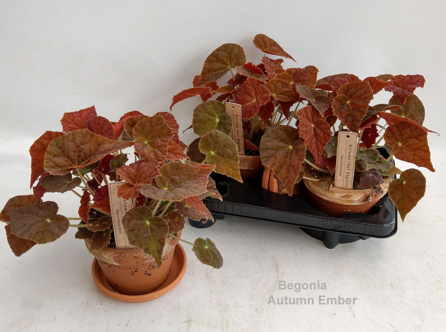 Begonia 'Autumn Ember' — Groothandel in planten FlorAccess