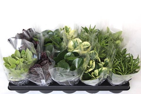 Peperomia MIX — Plant Wholesale FlorAccess