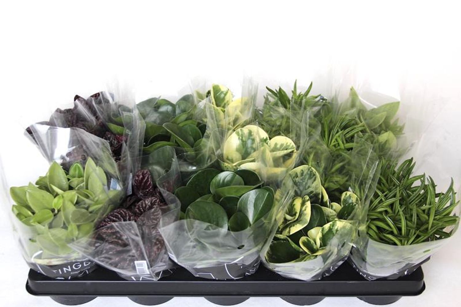 Peperomia MIX — Plant Wholesale FlorAccess
