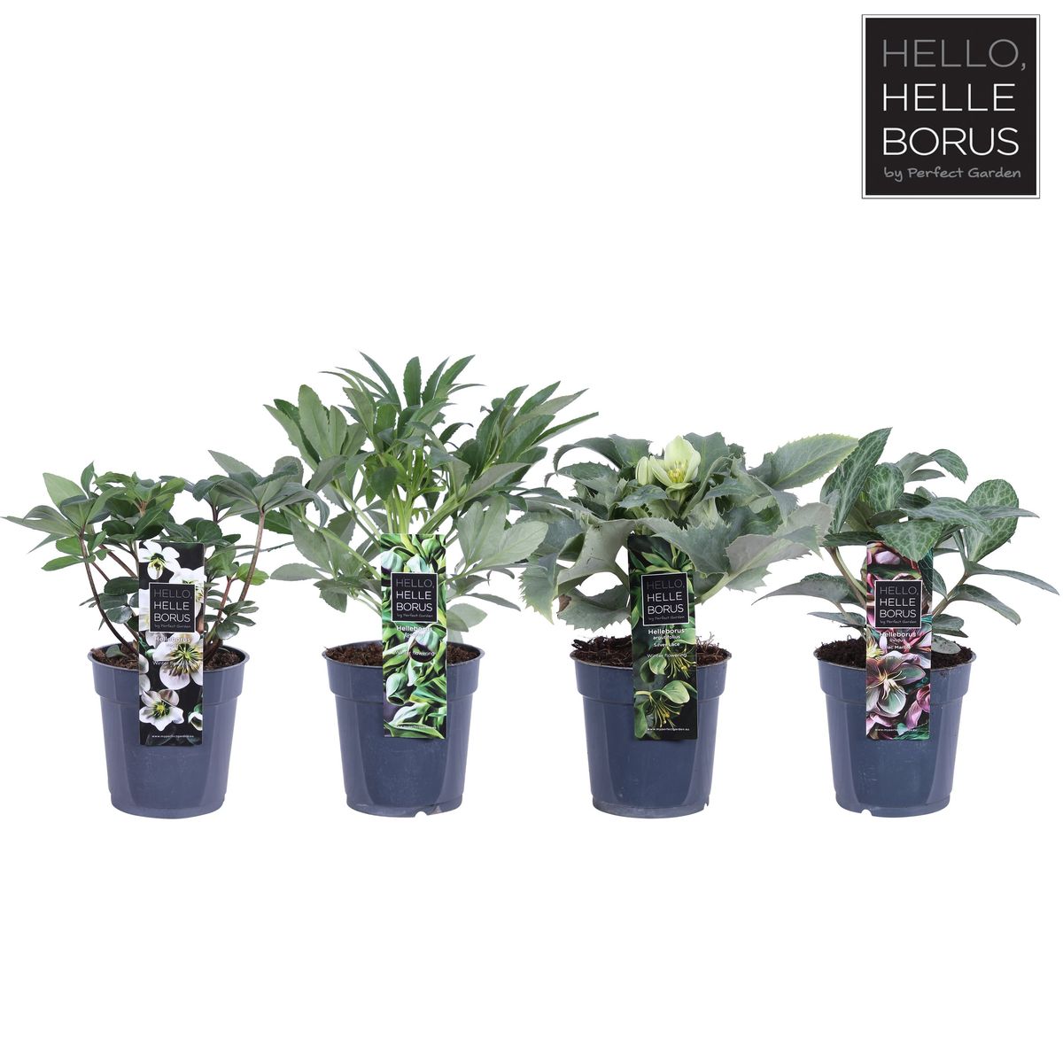 Helleborus MIX — Toptan Bitki Satışı FlorAccess