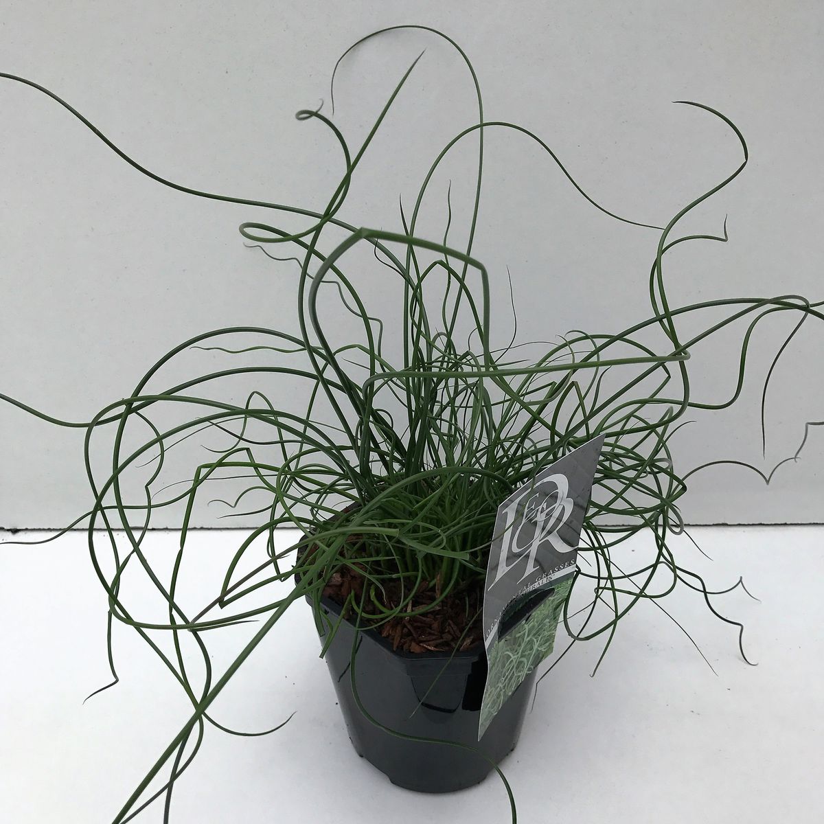 Juncus effusus spiralis — Plant Wholesale FlorAccess
