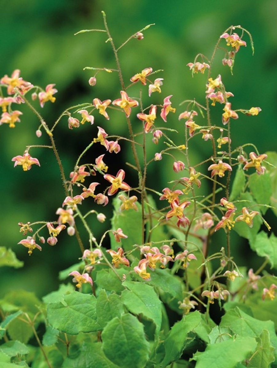 Epimedium pubigerum 'Orangekönigin' — Plant Wholesale FlorAccess