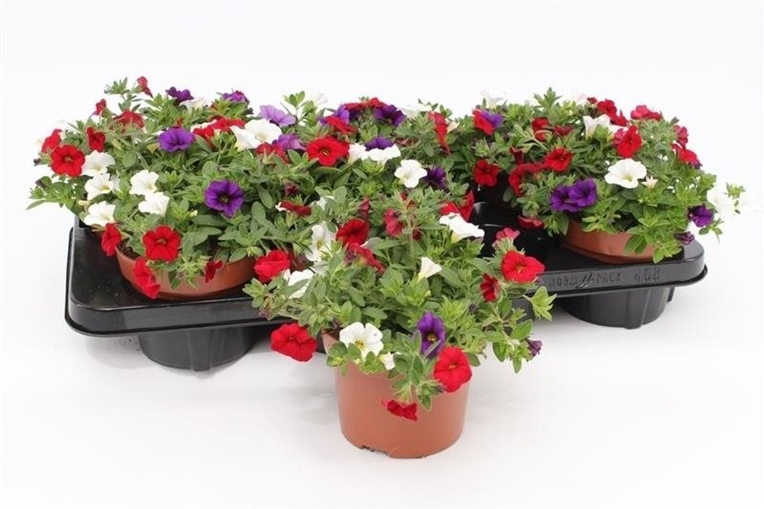 Calibrachoa MIX IN POT — Plant Wholesale FlorAccess