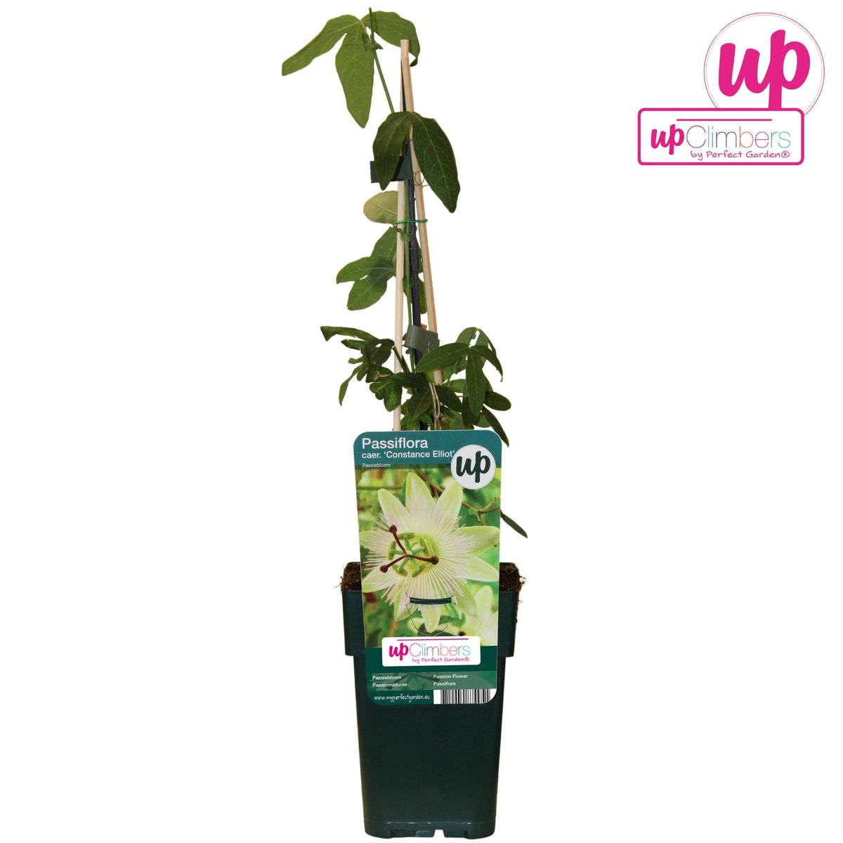 Passiflora caerulea 'Constance Elliott' — Plant Wholesale FlorAccess