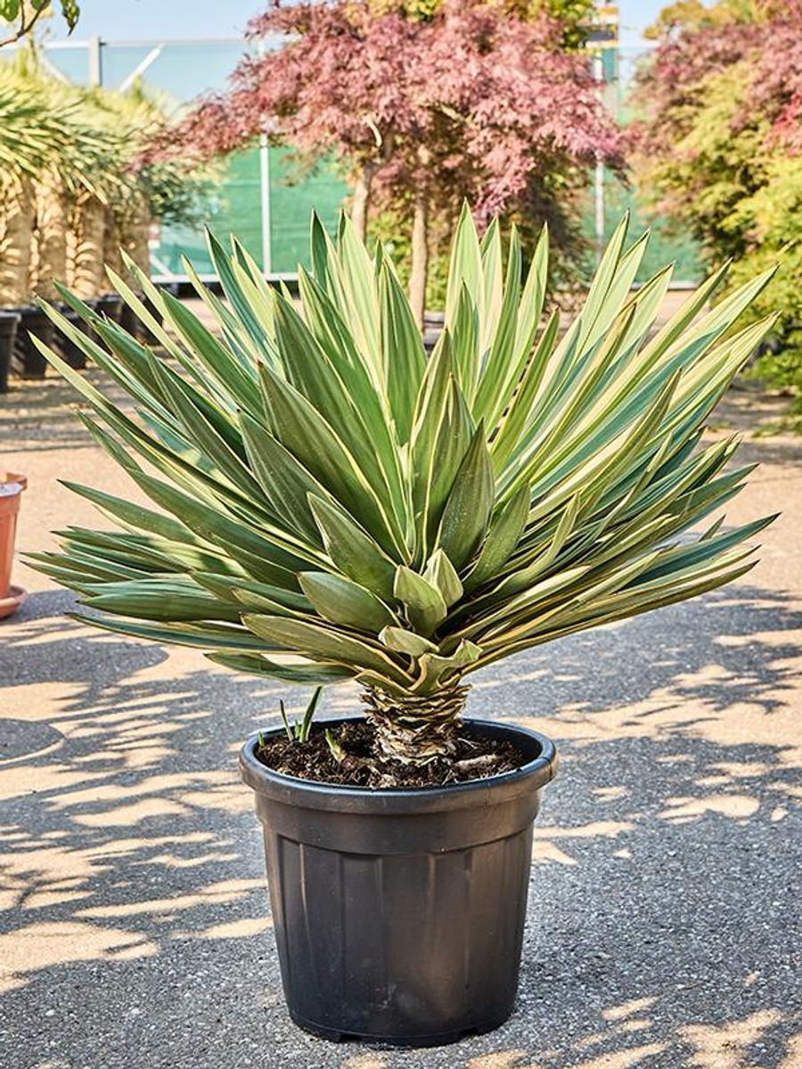 Yucca gloriosa 'Variegata' — Plant Wholesale FlorAccess