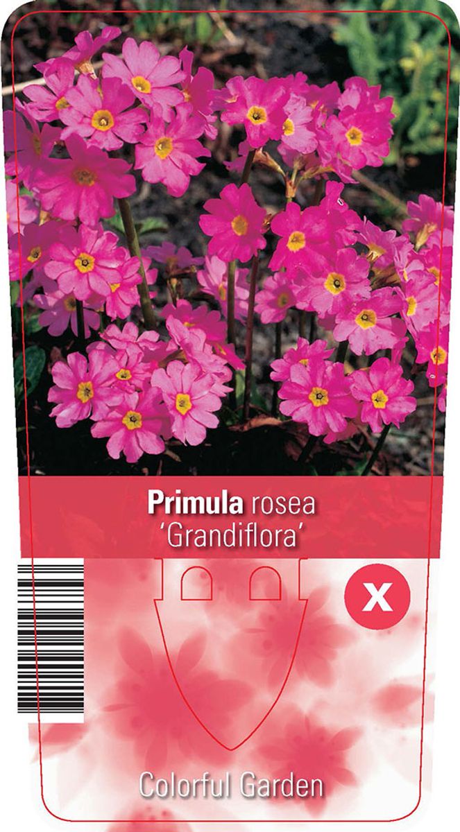 Primula rosea 'Grandiflora' — Plant Wholesale FlorAccess