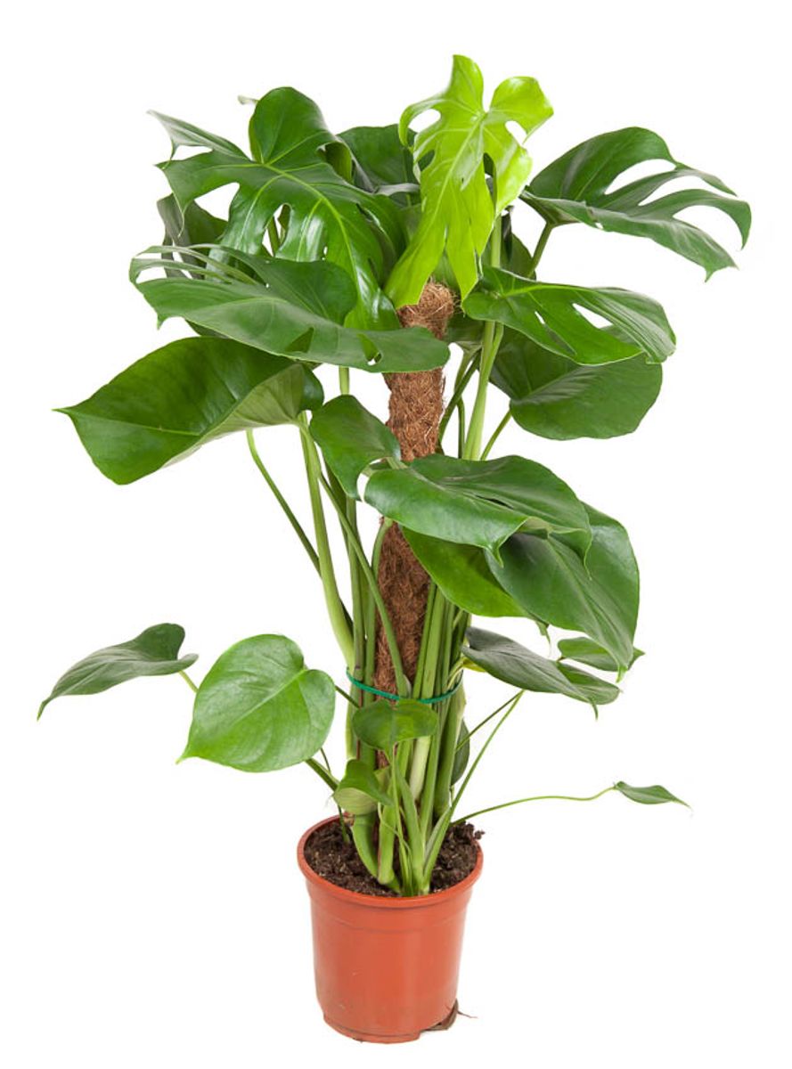Monstera deliciosa — Plant Wholesale FlorAccess