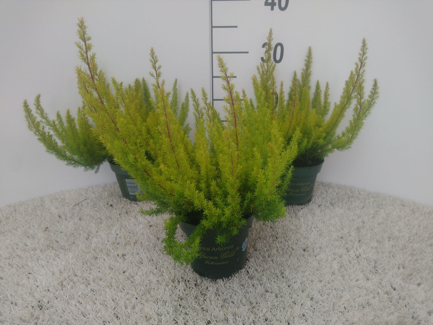 Erica arborea 'African Gold' — Plant Wholesale FlorAccess