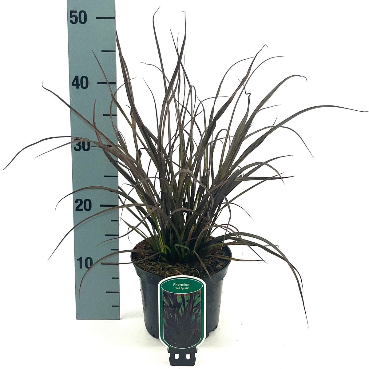 Phormium 'Jack Spratt' — Plant Wholesale FlorAccess