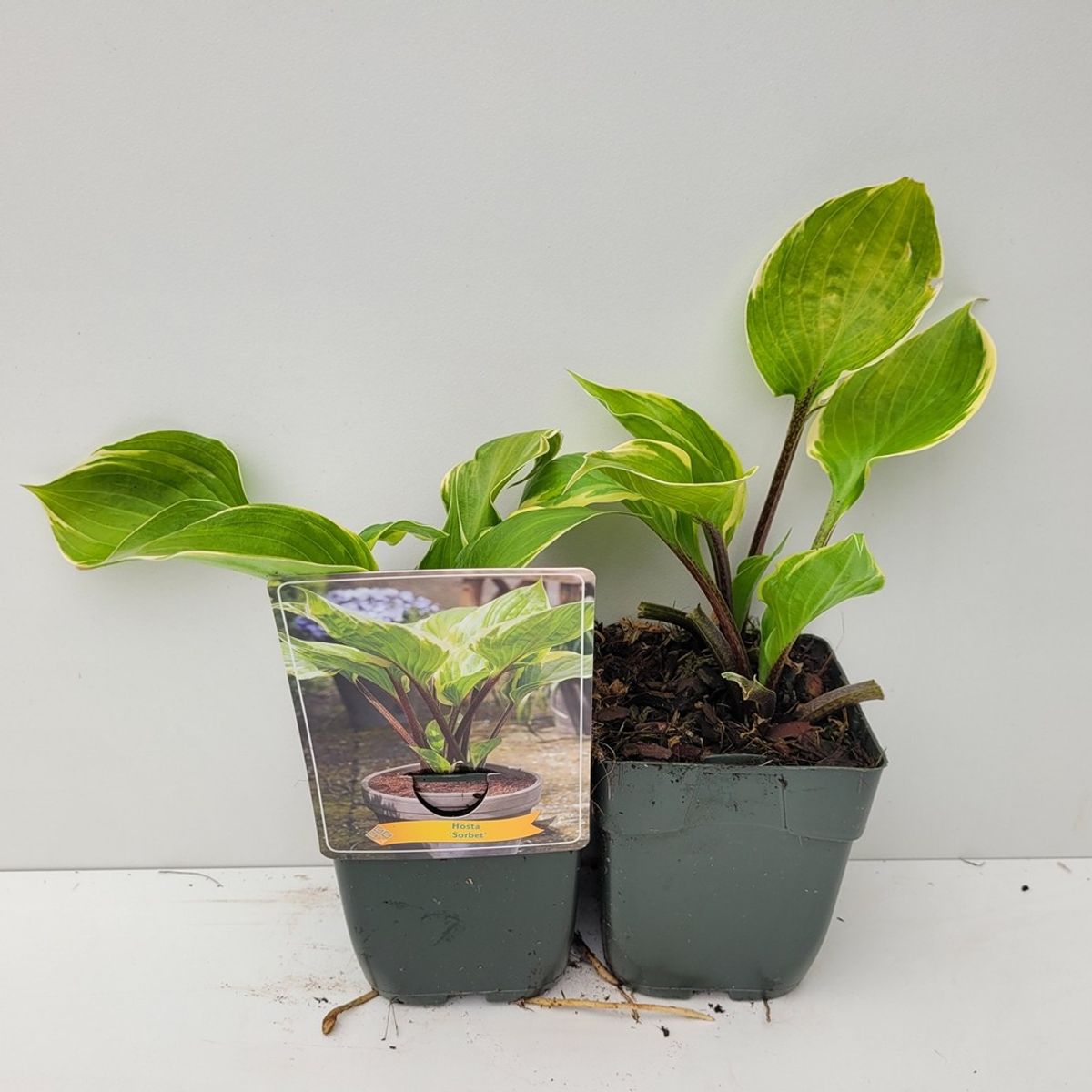 Hosta SORBET — Plant Wholesale FlorAccess