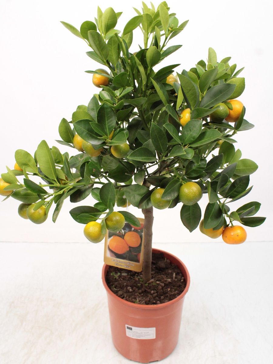 Citrus x microcarpa — Plant Wholesale FlorAccess