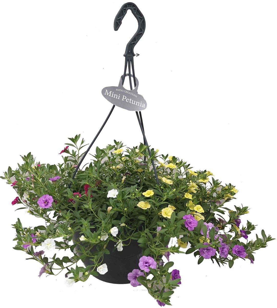 Calibrachoa MIX IN POT — Plant Wholesale FlorAccess