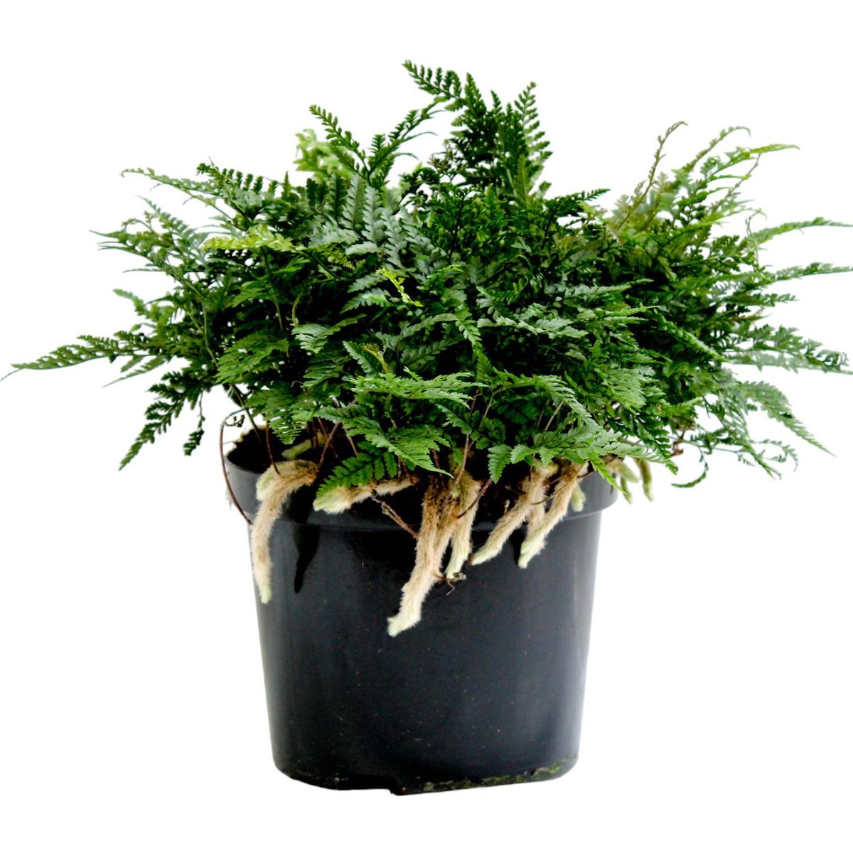 Humata tyermannii — Plant Wholesale FlorAccess