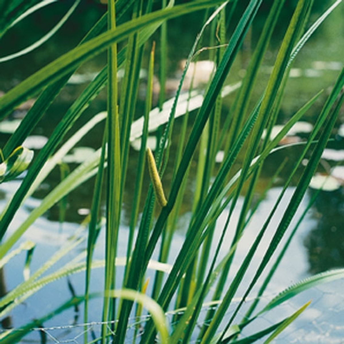 Acorus calamus — Plant Wholesale FlorAccess