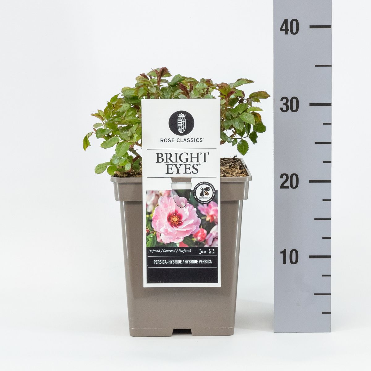 Rosa BRIGHT EYES — Рослини оптом FlorAccess