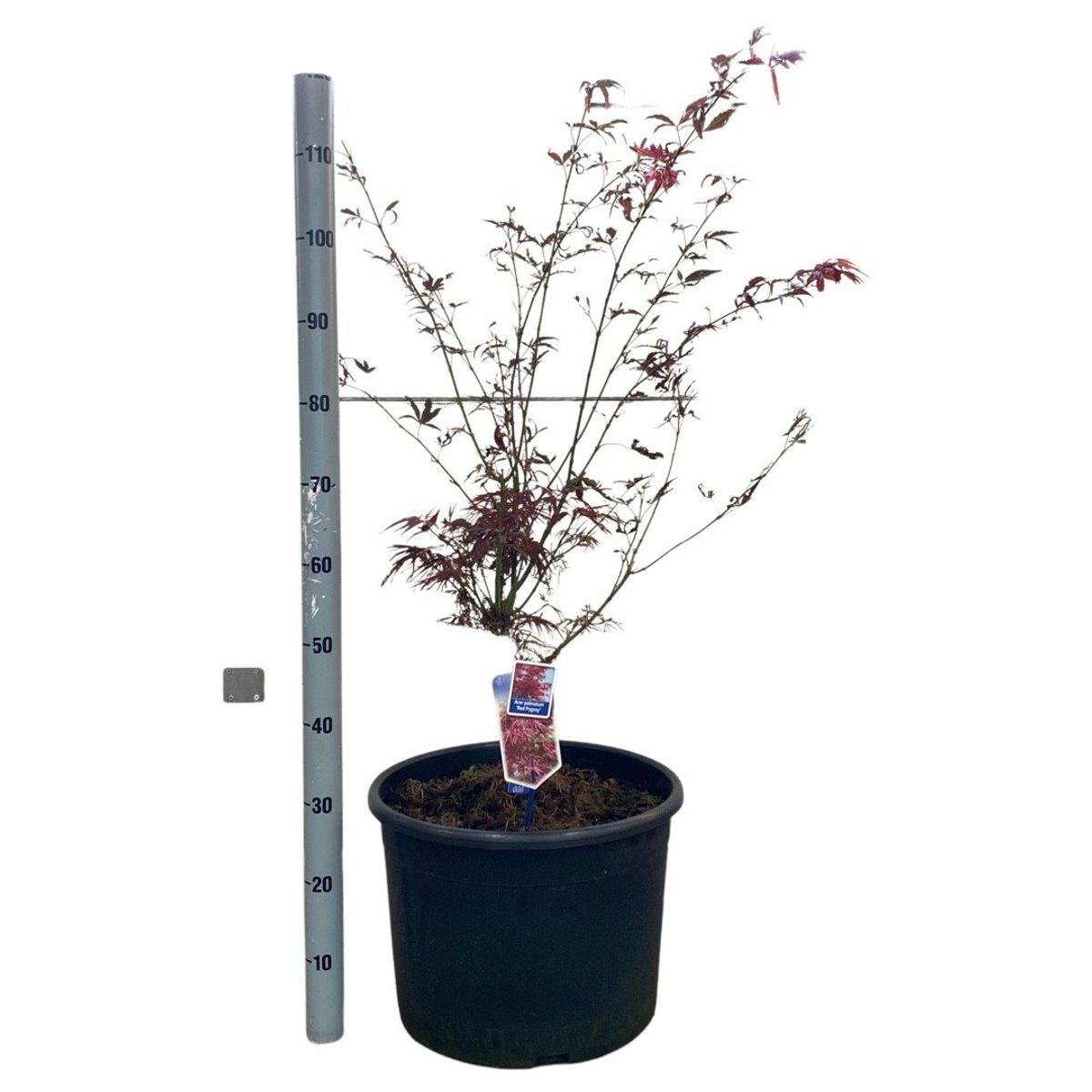 Acer palmatum 'Red Pygmy' — Plant Wholesale FlorAccess