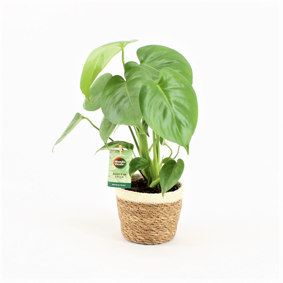 Monstera deliciosa — Toptan Bitki Satışı FlorAccess