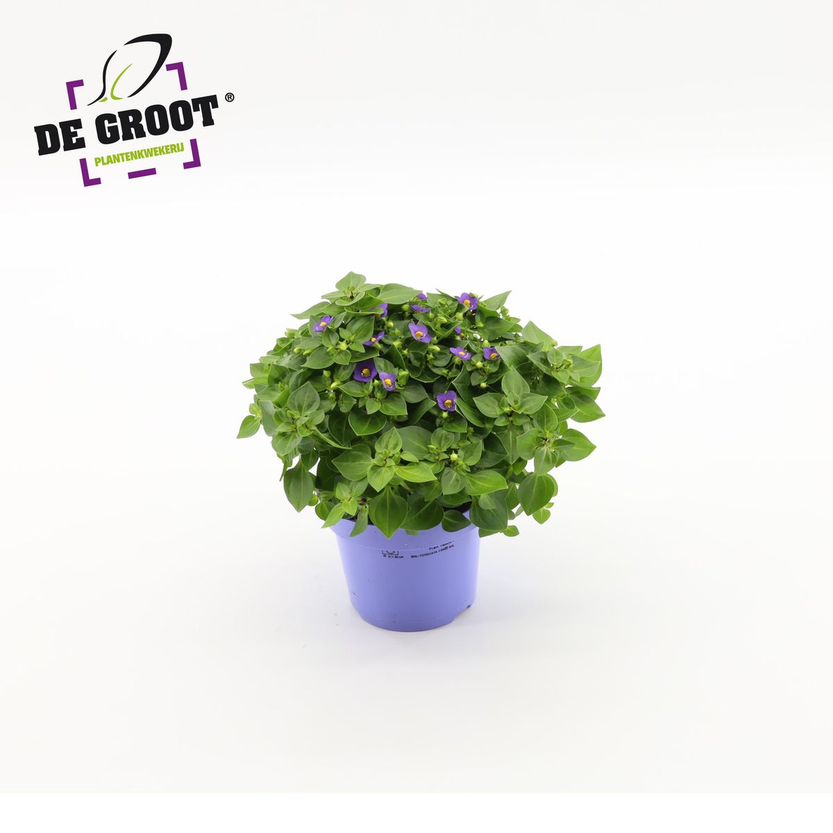 Exacum affine 'Blue Star' — Plant Wholesale FlorAccess