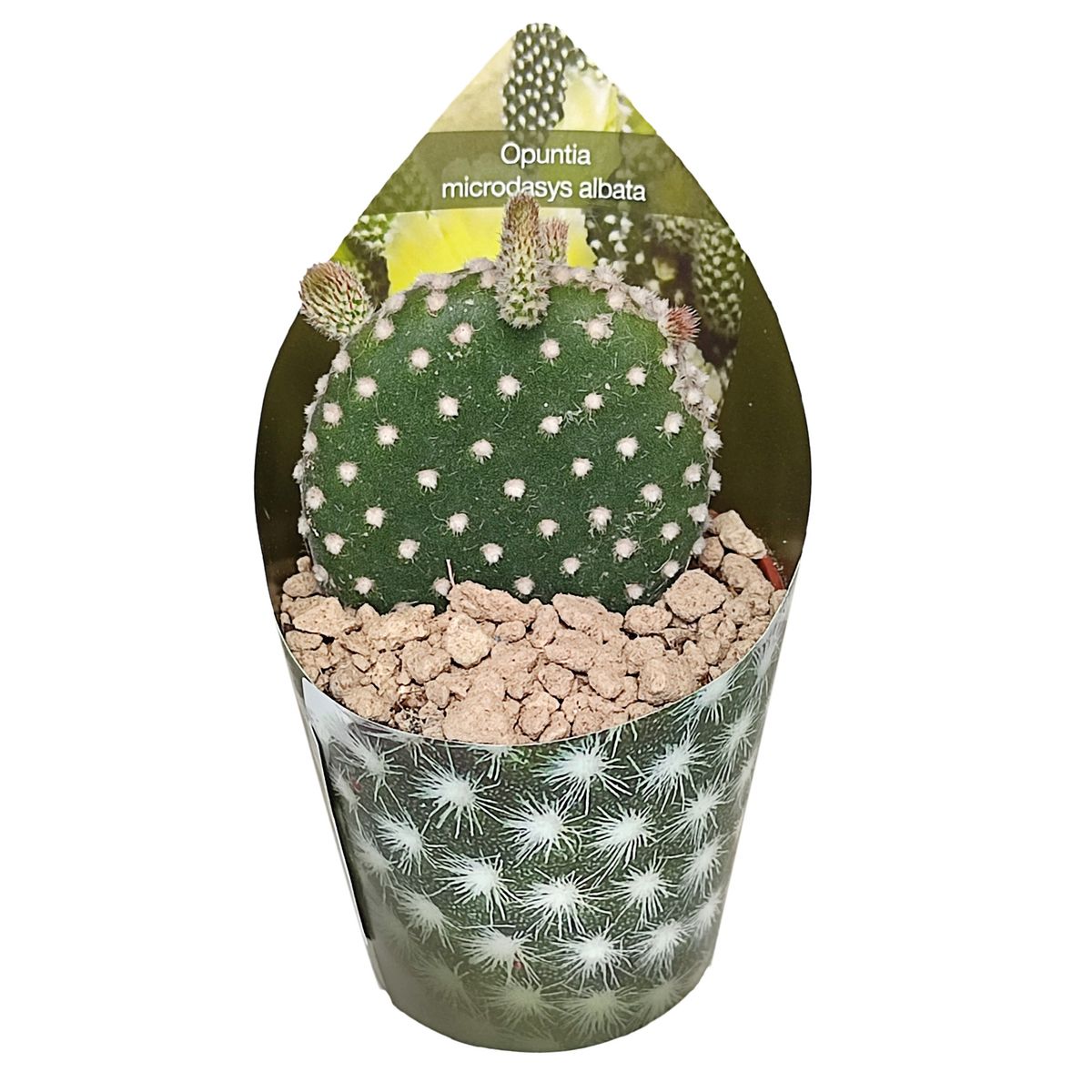 Opuntia microdasys 'Albata' — Plant Wholesale FlorAccess
