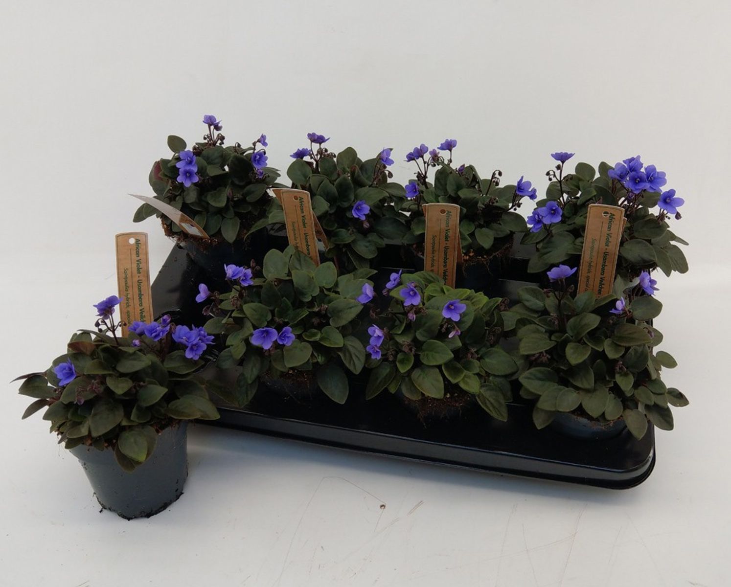Saintpaulia TRAILING MINI BLUE — Plant Wholesale FlorAccess