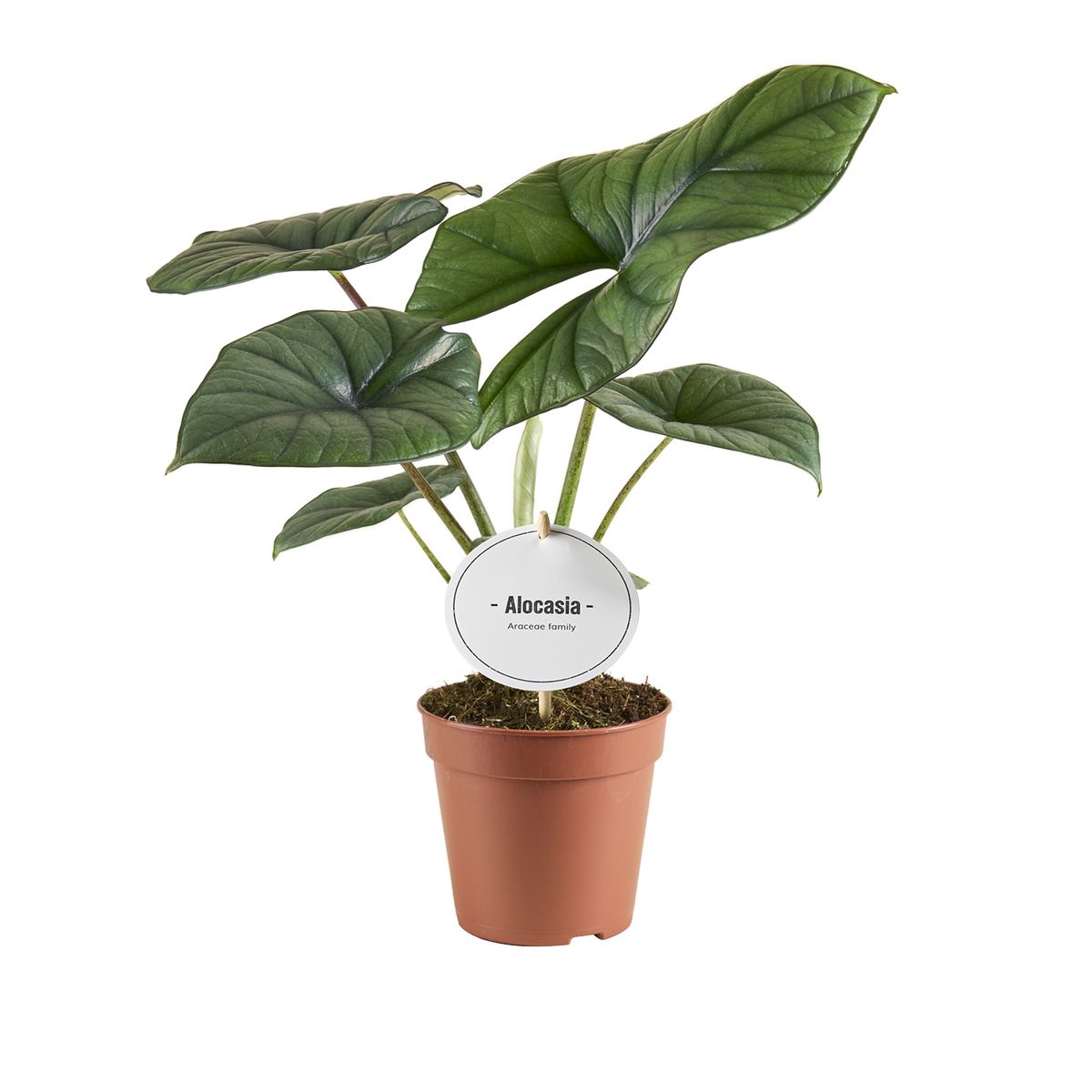 Alocasia 'Bisma Silver' — Plant Wholesale FlorAccess
