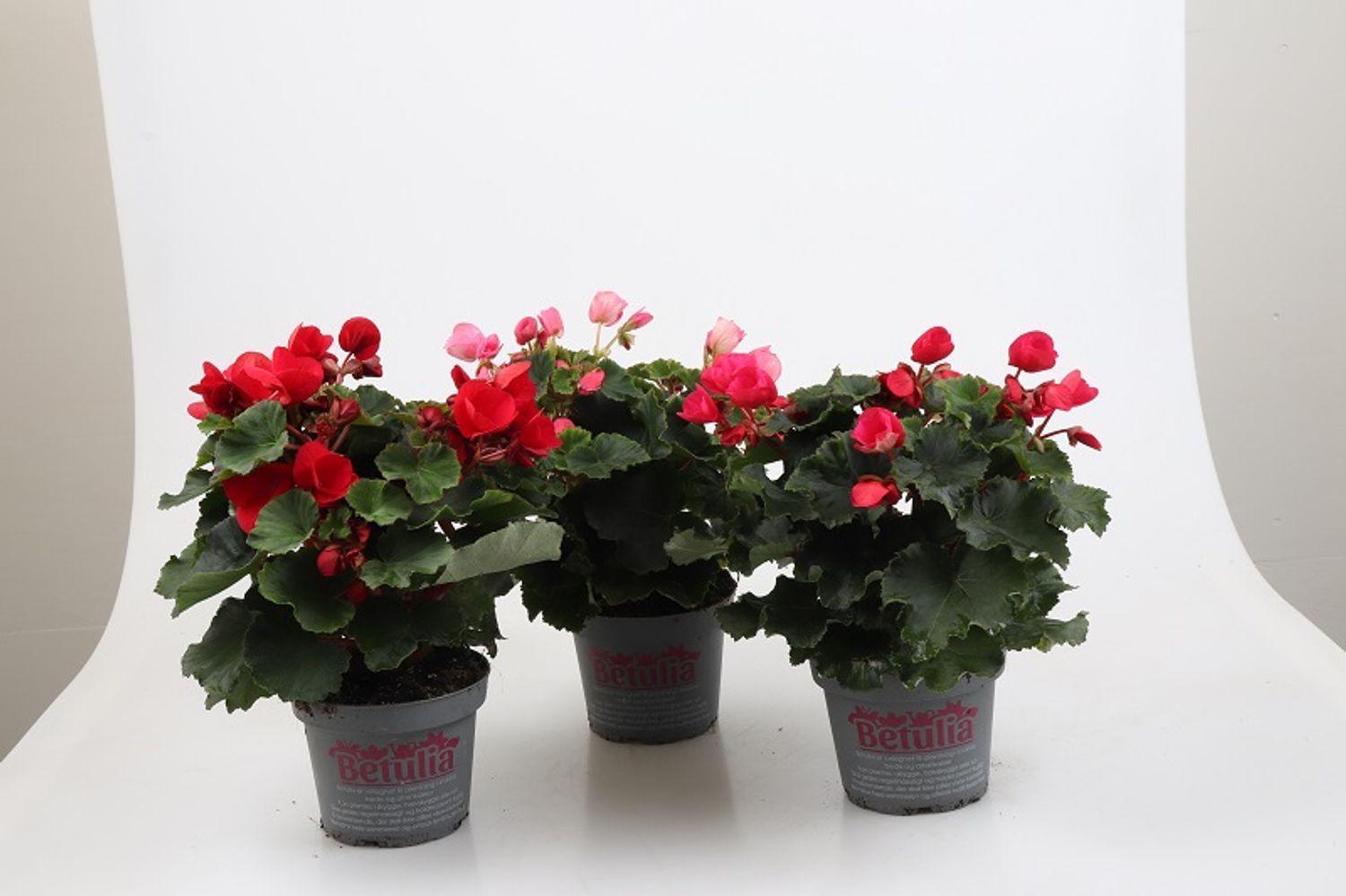 Begonia BETULIA MIX — Plant Wholesale FlorAccess