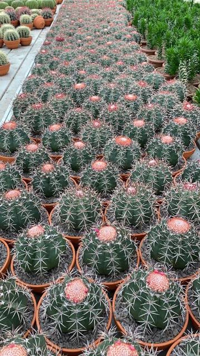 Melocactus matanzanus — Plant Wholesale FlorAccess