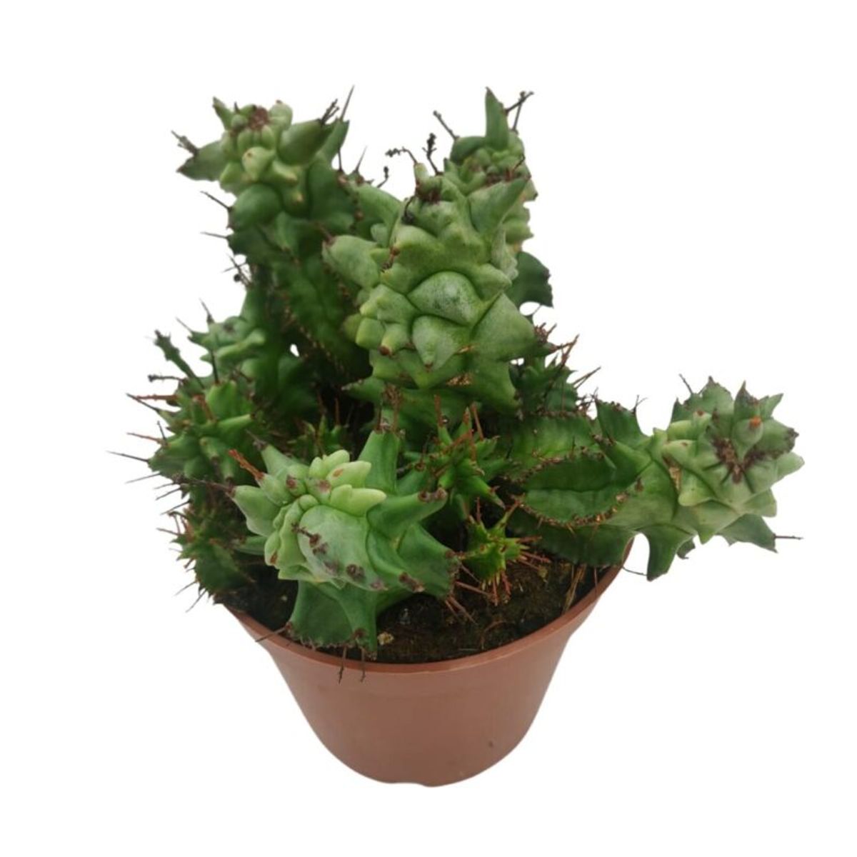 Euphorbia horrida monstruosa — Plant Wholesale FlorAccess