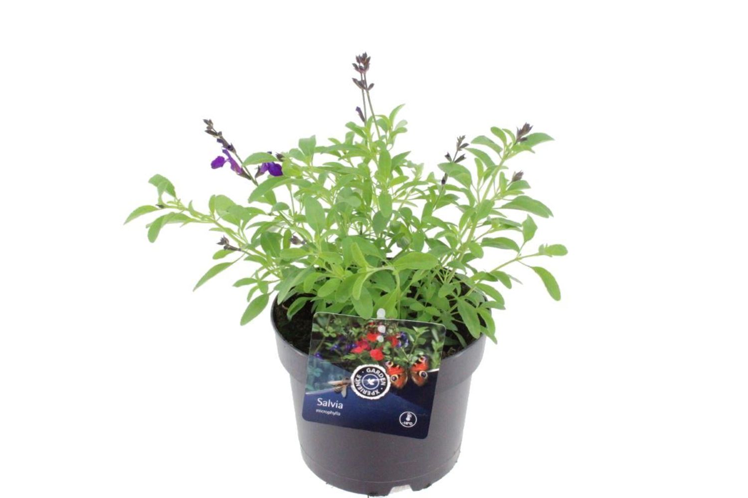 Salvia greggii MIRAGE BLUE — Plant Wholesale FlorAccess