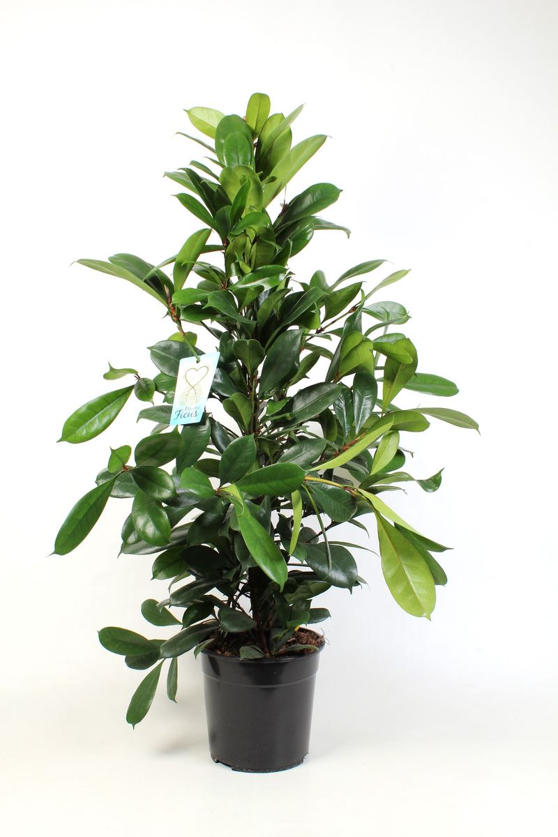 Ficus cyathistipula — Plant Wholesale FlorAccess