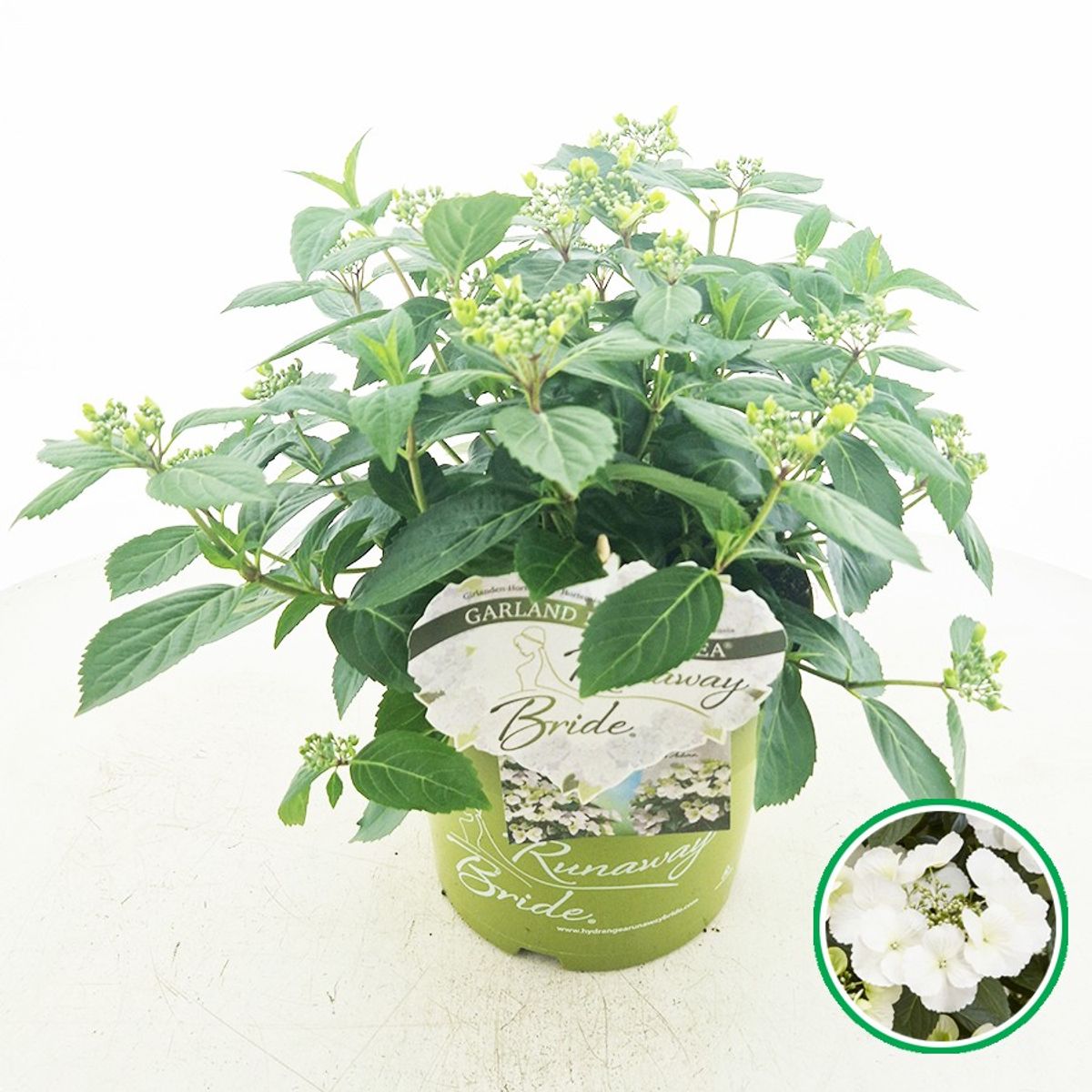 Hydrangea RUNAWAY BRIDE — Plant Wholesale FlorAccess