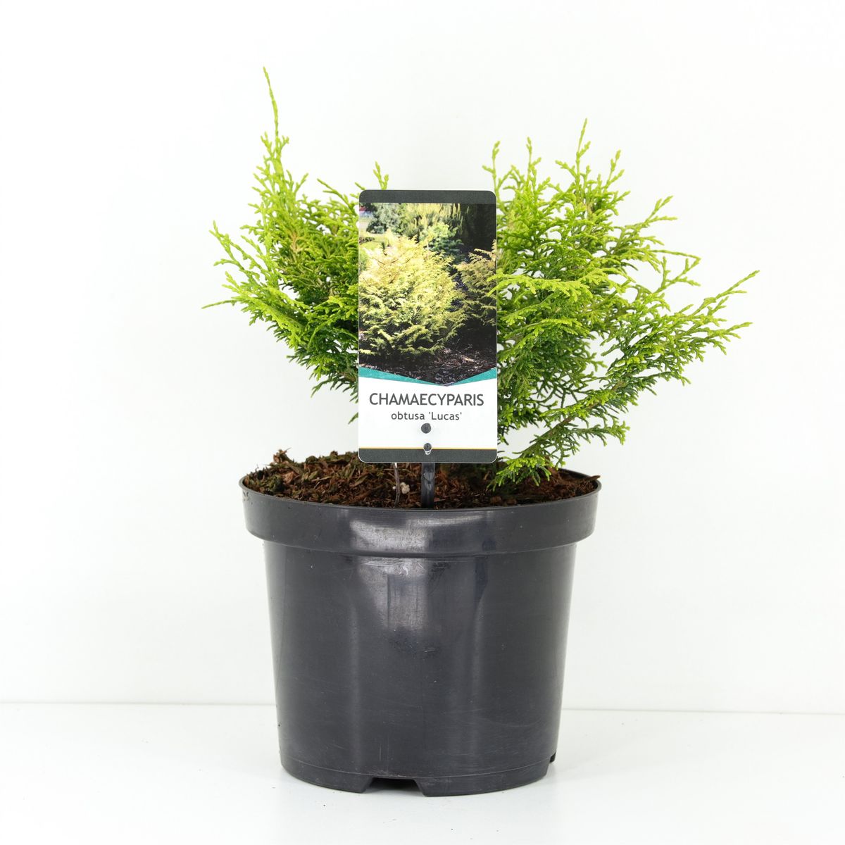 Chamaecyparis obtusa 'Lucas' — Plant Wholesale FlorAccess