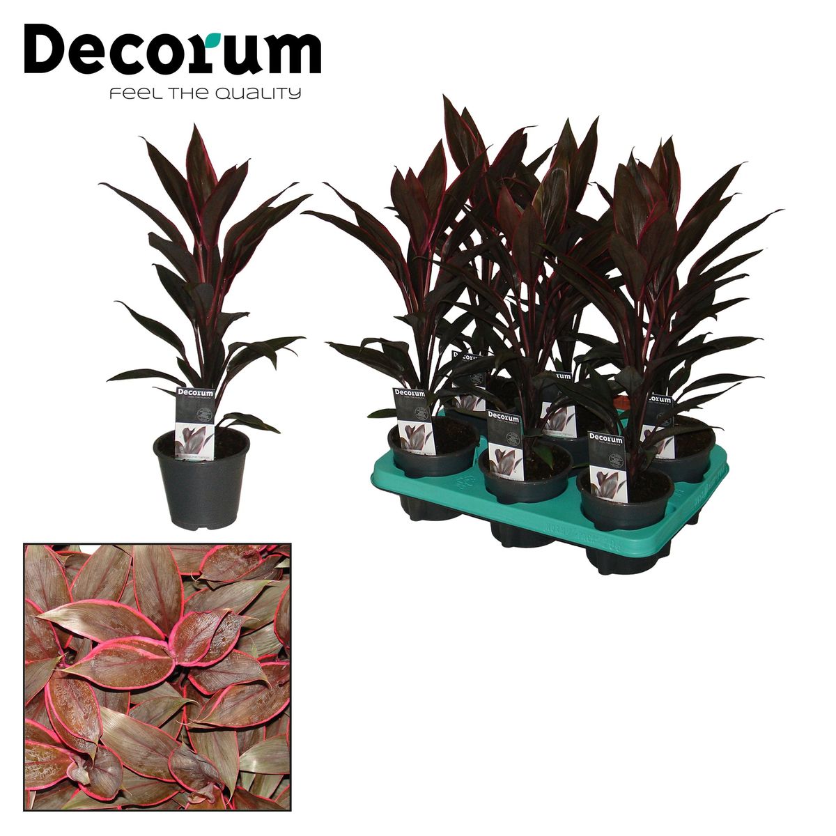 Cordyline fruticosa 'Tango' — Plant Wholesale FlorAccess