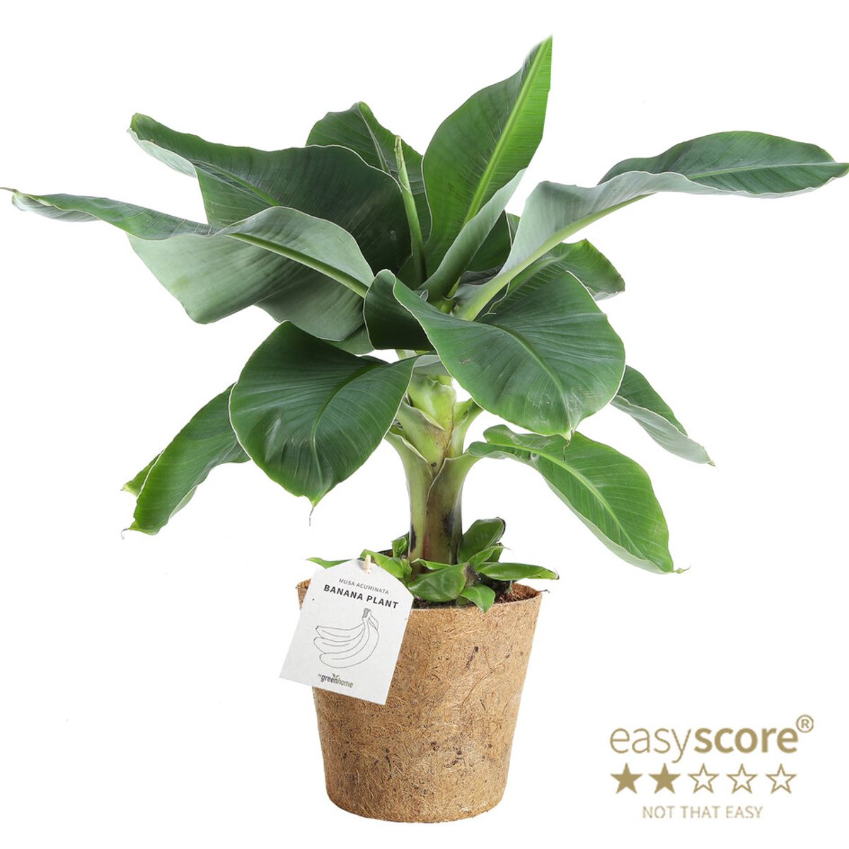 Musa acuminata — Plant Wholesale FlorAccess