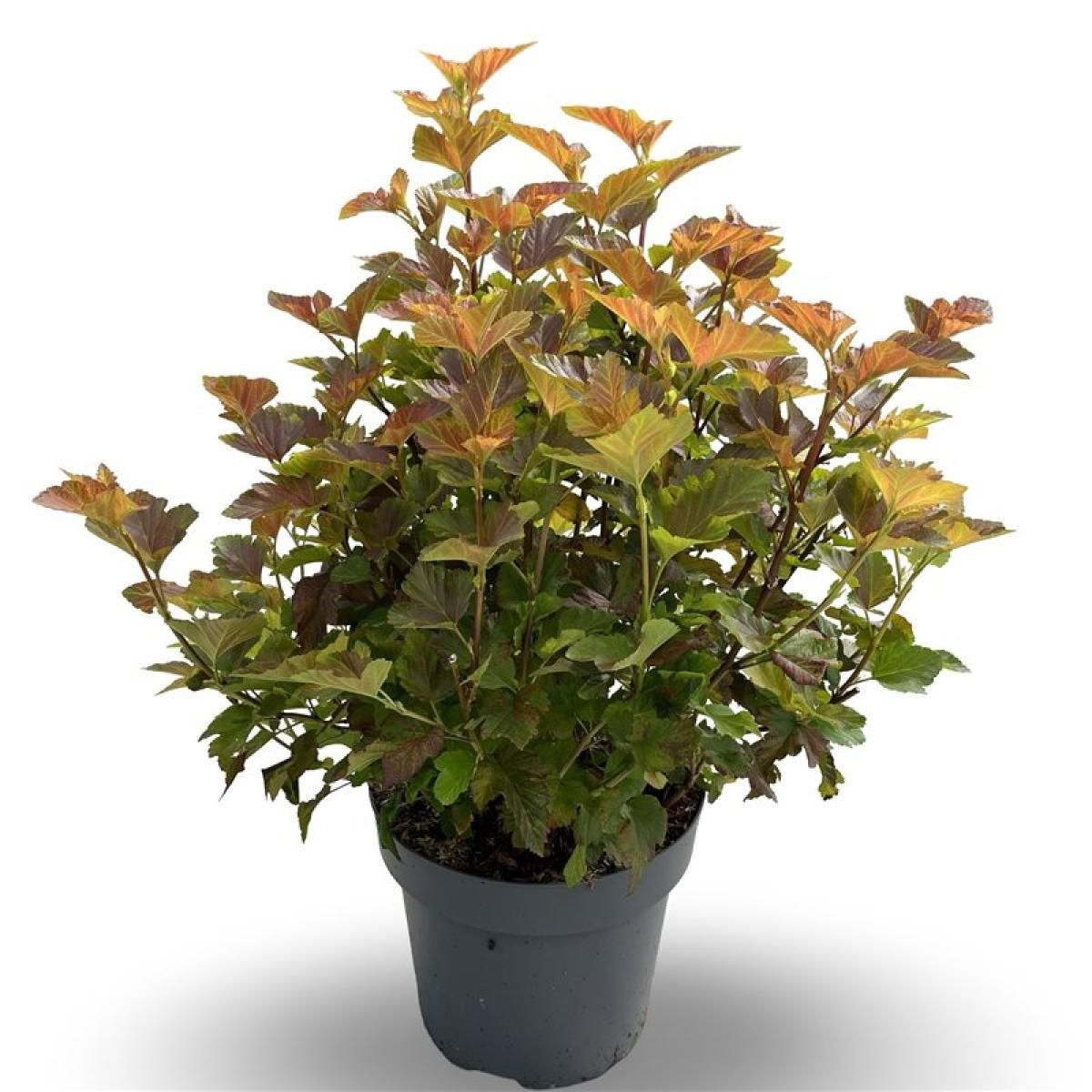 Physocarpus opulifolius AMBER JUBILEE — Plant Wholesale FlorAccess