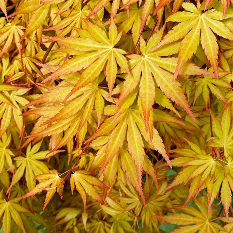 Acer palmatum 'Cascade Gold' — Plant Wholesale FlorAccess