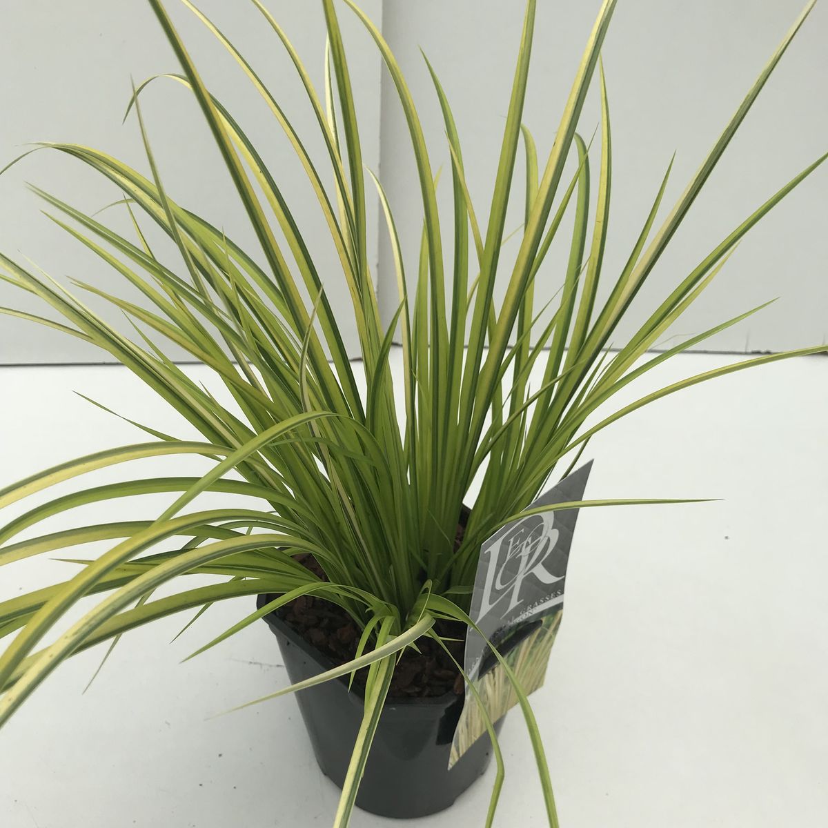 Acorus gramineus 'Ogon' — Plant Wholesale FlorAccess