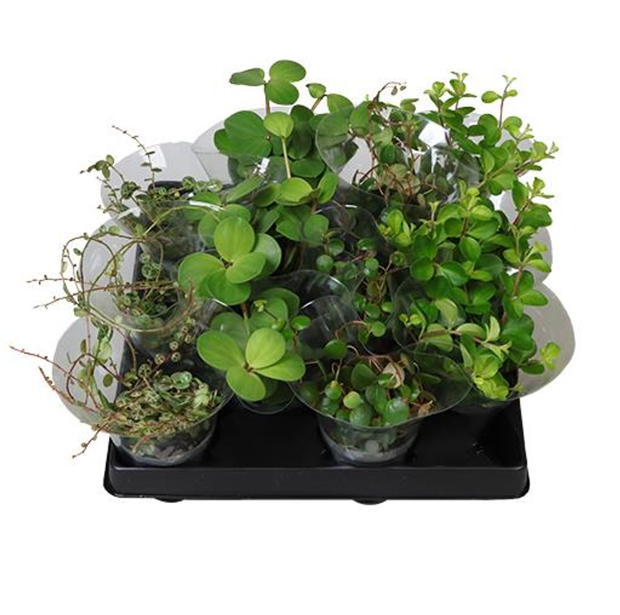 Peperomia MIX — Plant Wholesale FlorAccess
