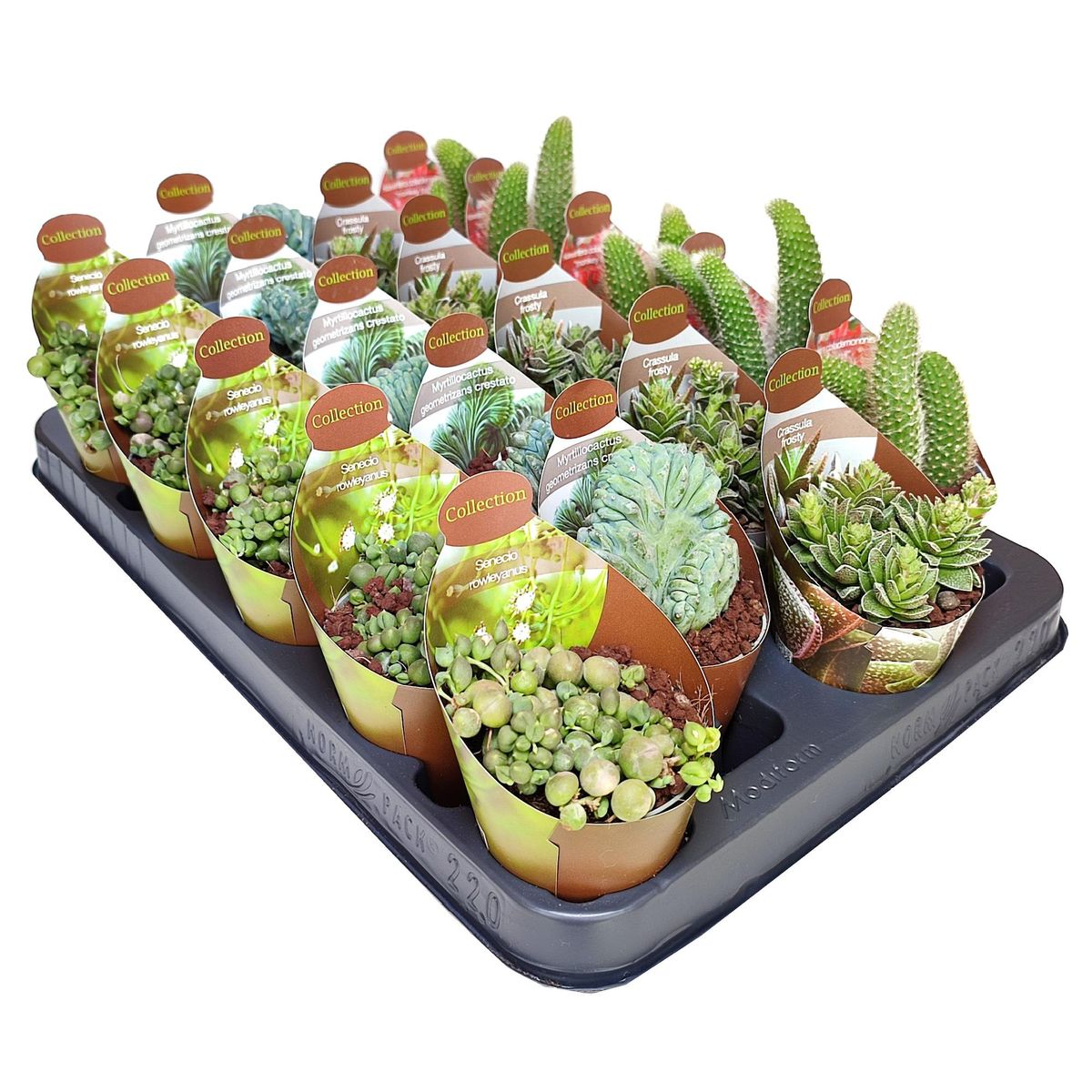Cactus / Succulents MIX — Plant Wholesale FlorAccess