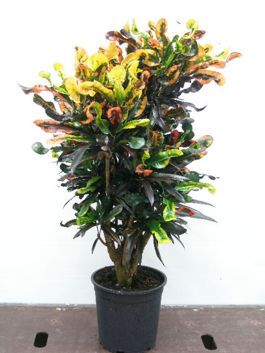Codiaeum variegatum 'Mamey' — Plant Wholesale FlorAccess